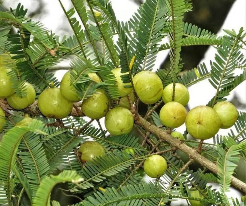 FOR HAIR GROWTH 11 AMAZING AYURVEDIC HERBS