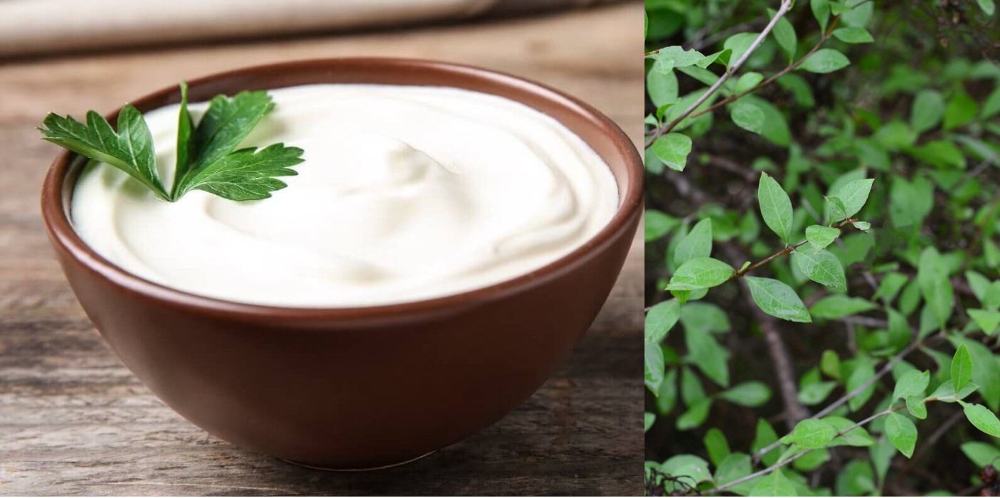10 BEST BENEFITS OF CURD ON HAIR CARE